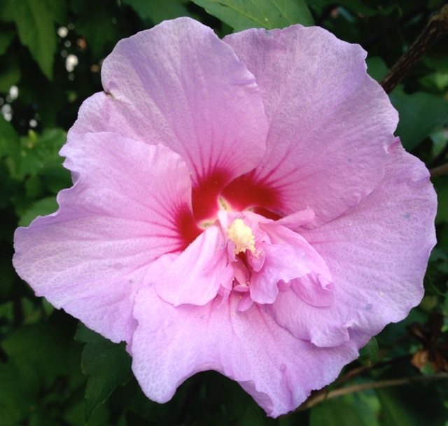 Flower for a Friend | Friendly Fairy Tales