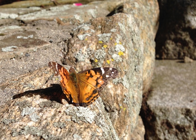 American Lady Butterfly | Friendly Fairy Tales